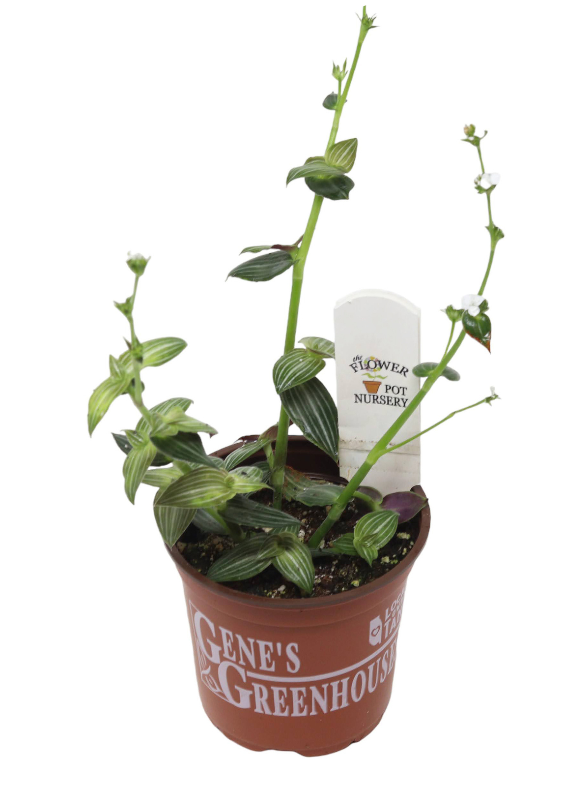 FlowerPotNursery Striped Inch Plant Callisia gentlei Elegans 4" Pot | eBay