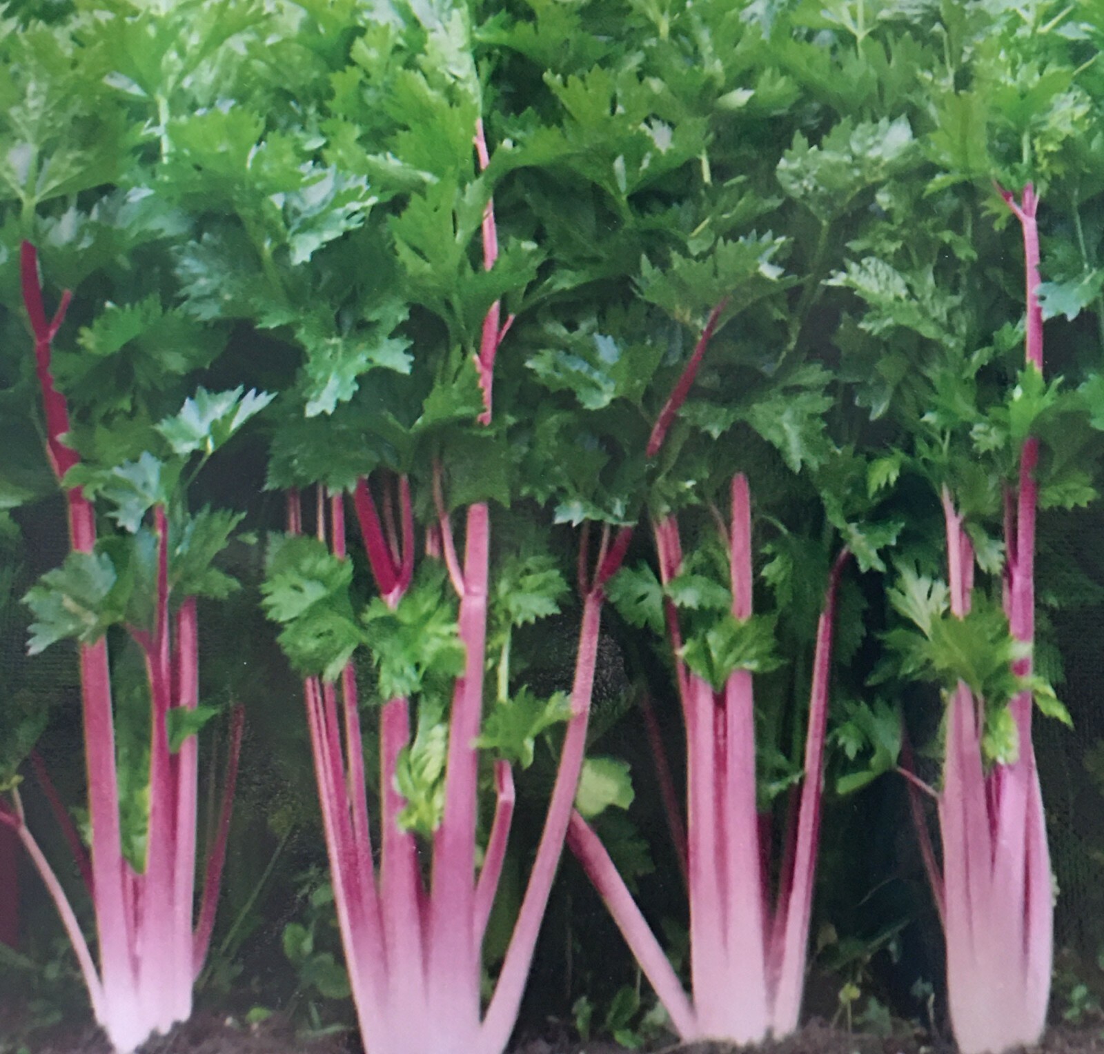 200+Chinese Pink Celery Seeds Rose Celery Kan-tsai Kunchoy Qincai Kan ...