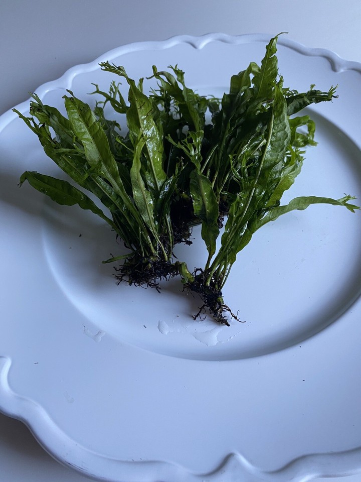 1 Fancy, Lacy Java Fern (Windelov) Unique Live Plant - Can be glued to ...