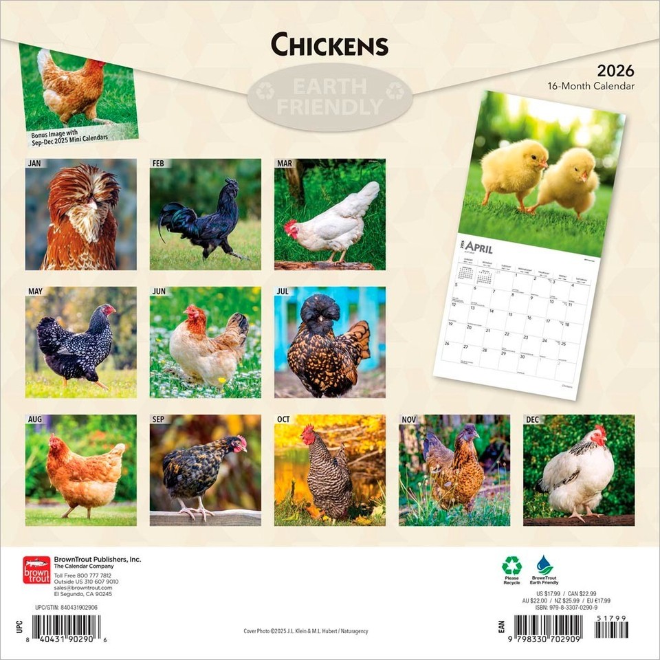 Chickens | 2026 12x24" (Hanging) Monthly Square Wall Calendar | Plastic ...