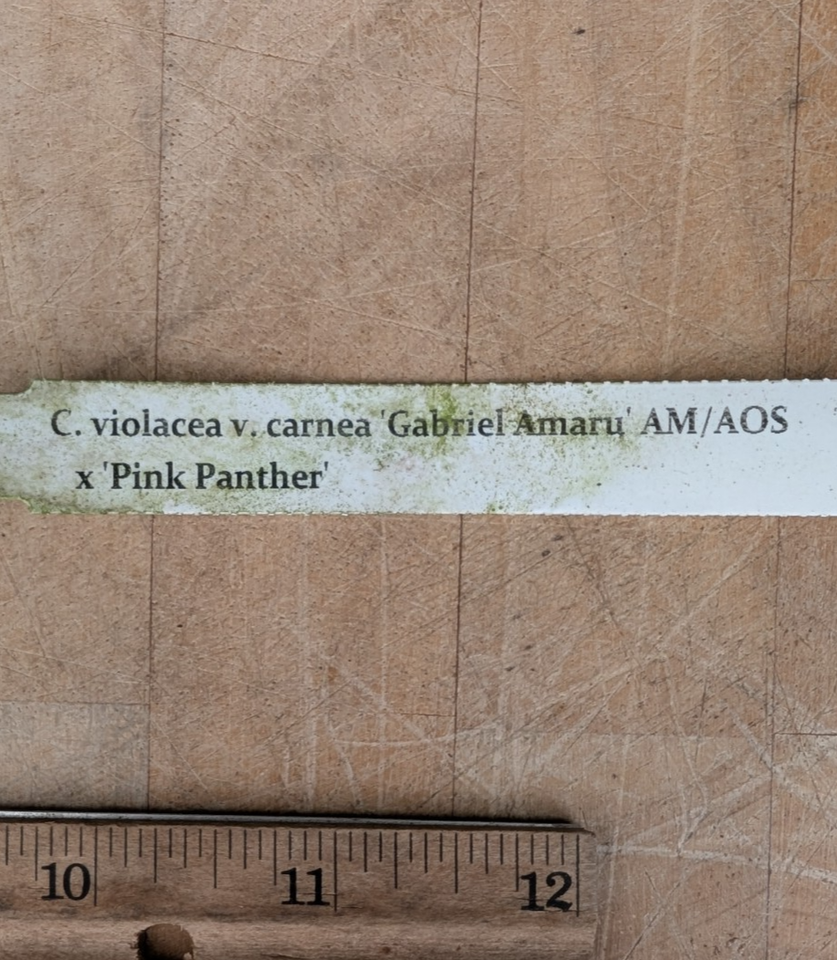 Cattleya Orchid C. violacea v. carnea 'Gabriel Amaru' AM/AOS x 'Pink Panther' | eBay