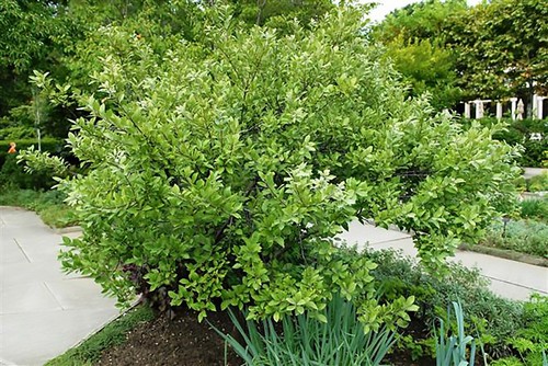 Beach Plum, Prunus maritima, Shrub Seeds (Showy, Edible, Hardy, Fast ...