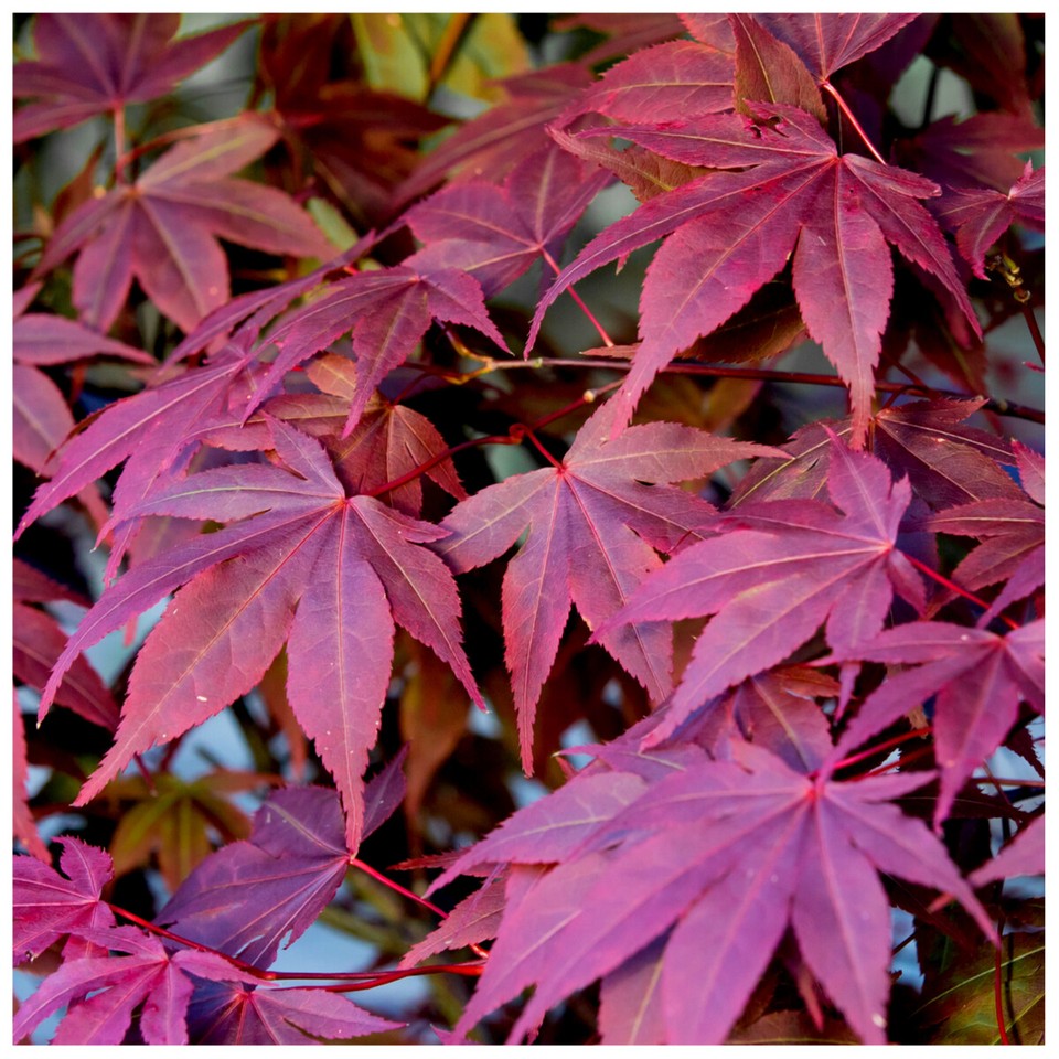 Japanese Purple Maple Tree in 9cm pot, Acer Palmatum Atropurpureum ...
