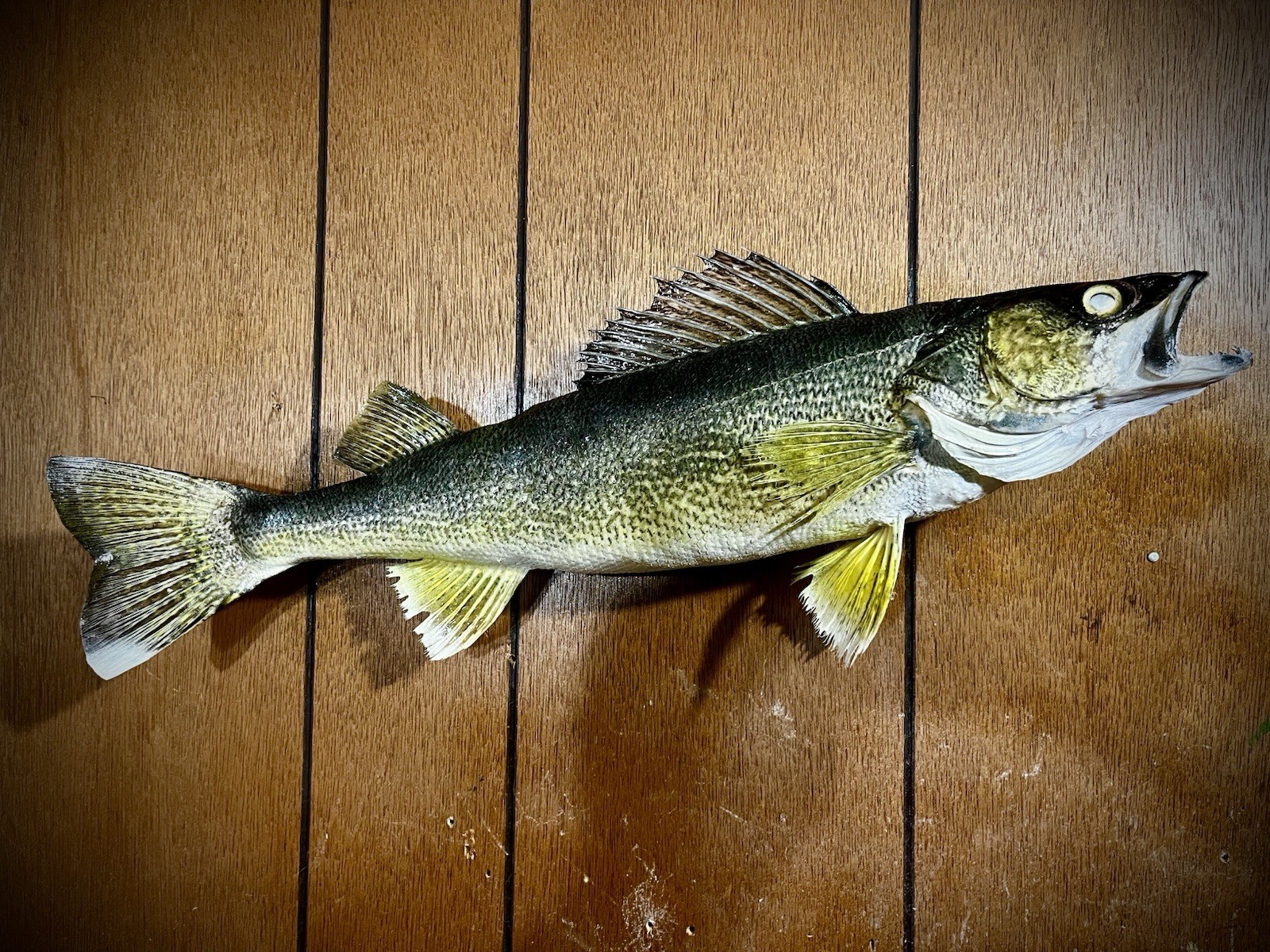 Walleye Taxidermy Fish Mount! | eBay