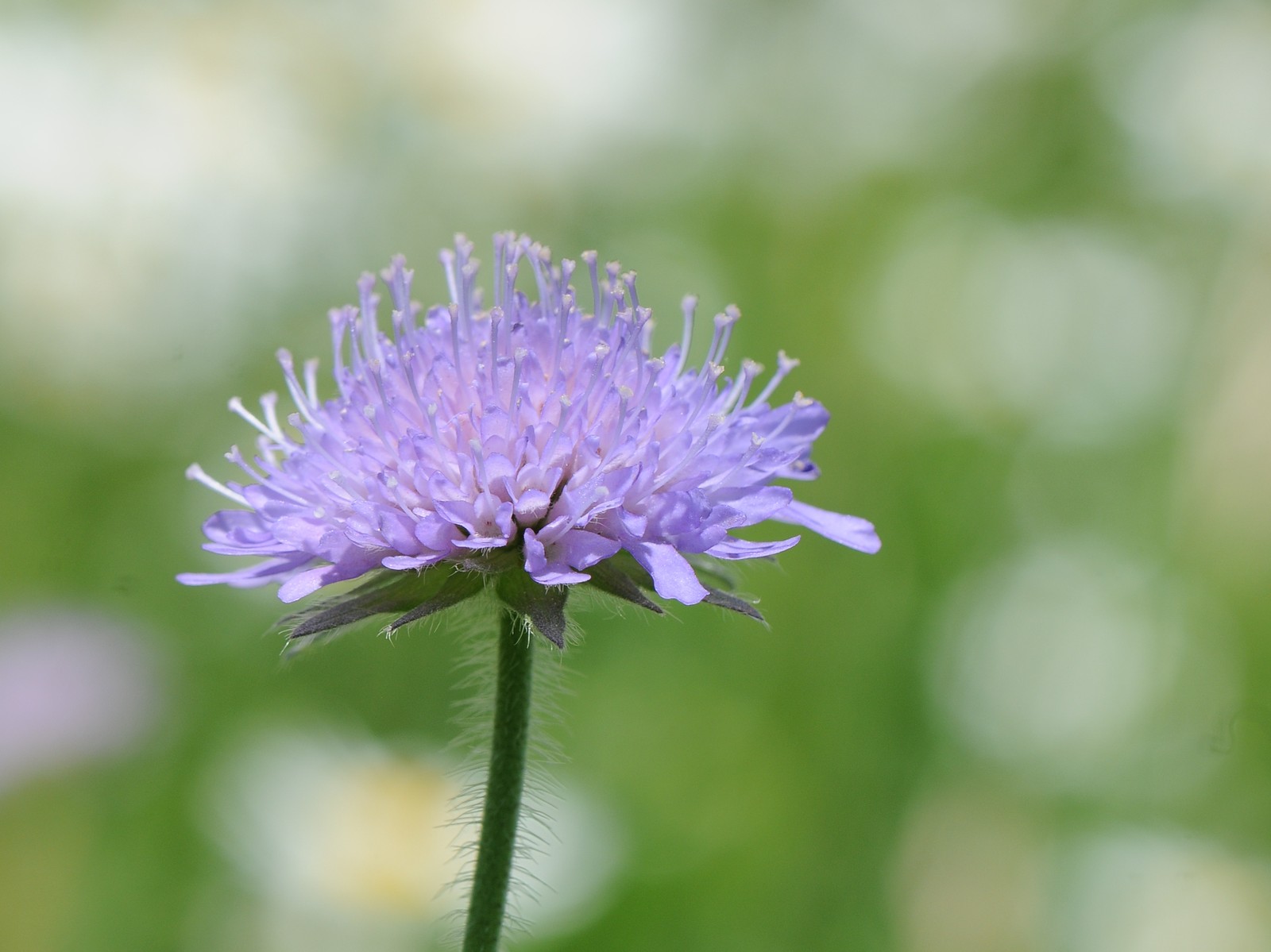 Small Scabious - Scabiosa columbaria - 50 Seeds - Pinhead Flower | eBay UK