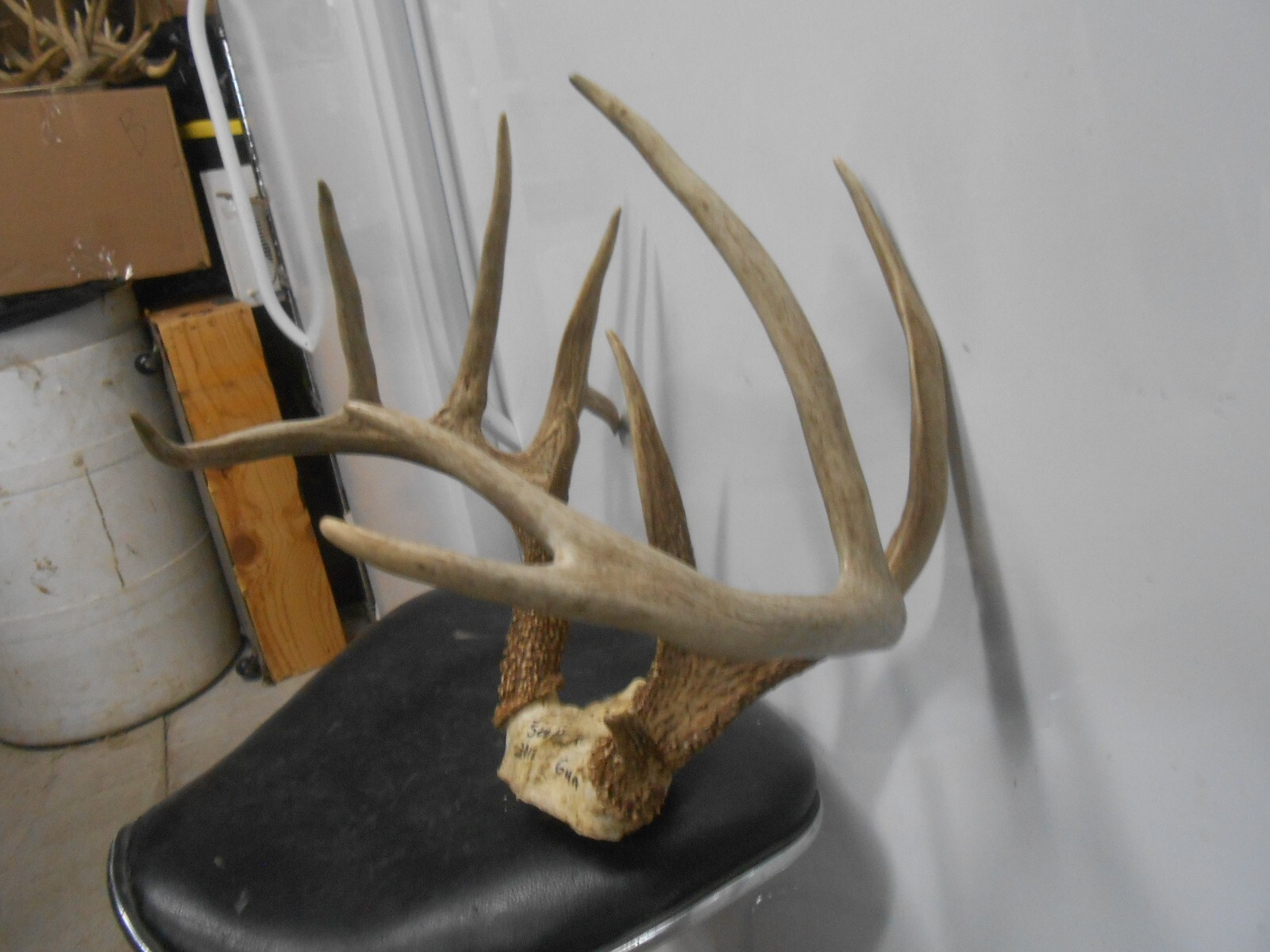 6x6 FLYER WHITETAIL DEER RACK Antlers mule mount taxidermy elk cape ...