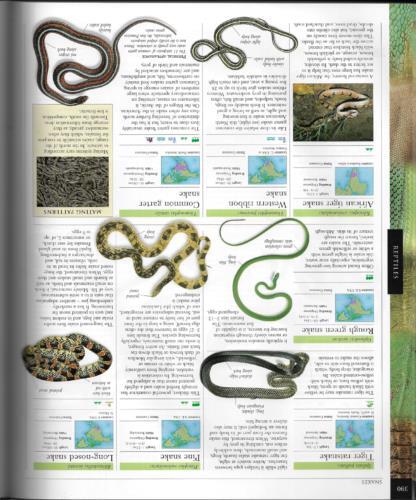 Animal - A Definitive Visual Guide to the World's Wildlife ; Huge ...