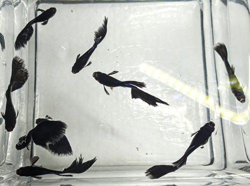 X2Midnight Blue MoscowMale Cull Guppies +freeplant&heatpack+bonusgift ...