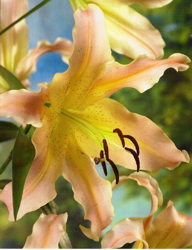 1-12 ELUSIVE ORIENTAL TRUMPET GIANT TREE LILY BULBS ORIENPET PERENNIAL ...