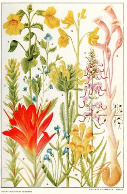 Rocky Mountain Flowers, Art by Edith Clements --POSTCARD | eBay