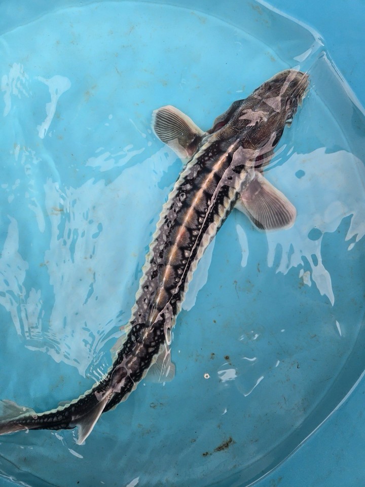 SALE!!! 18”-23” HI-WHITE DIAMOND STURGEON - large monster pond fish | eBay