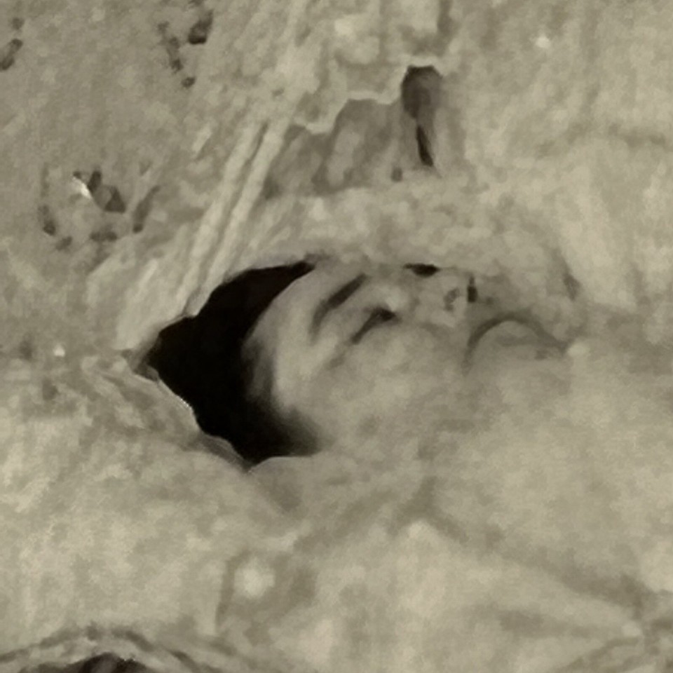 Antique Snapshot Photograph Beautiful Woman Post Mortem Coffin ID ...