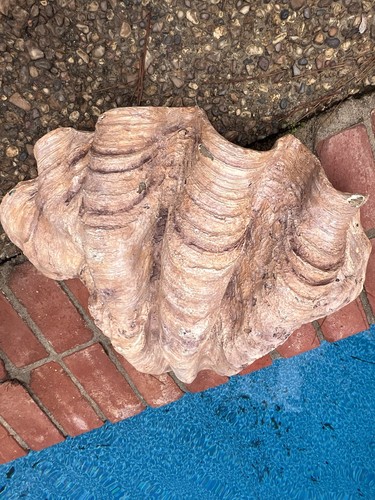 ANTIQUE LARGE CLAM SHELL COLLECTIBLE FAUX OCEAN SCULPTURE 24"x16"x10 ...