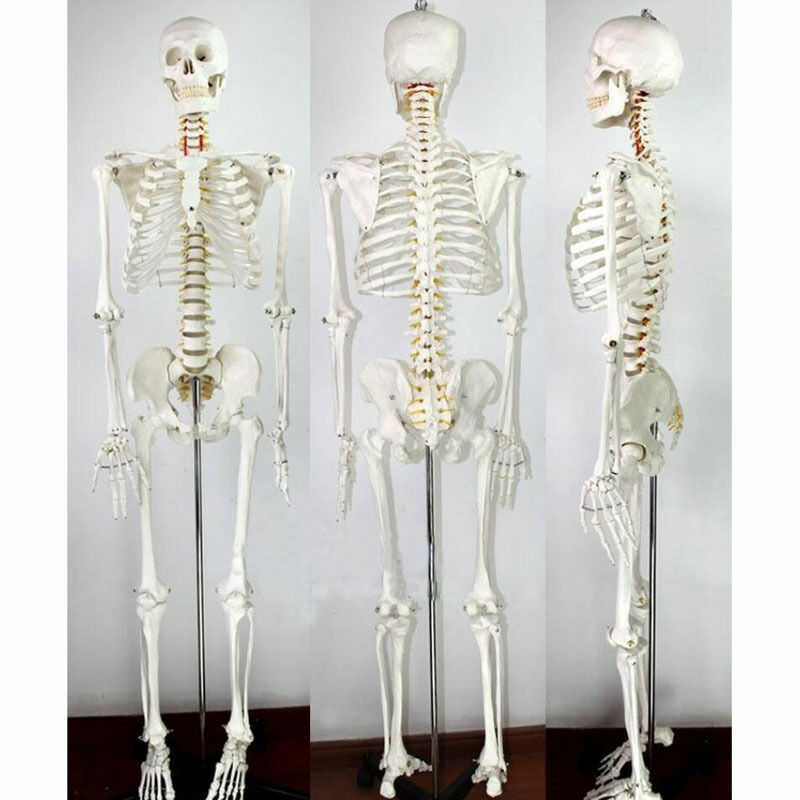 Anatomical Position Skeleton