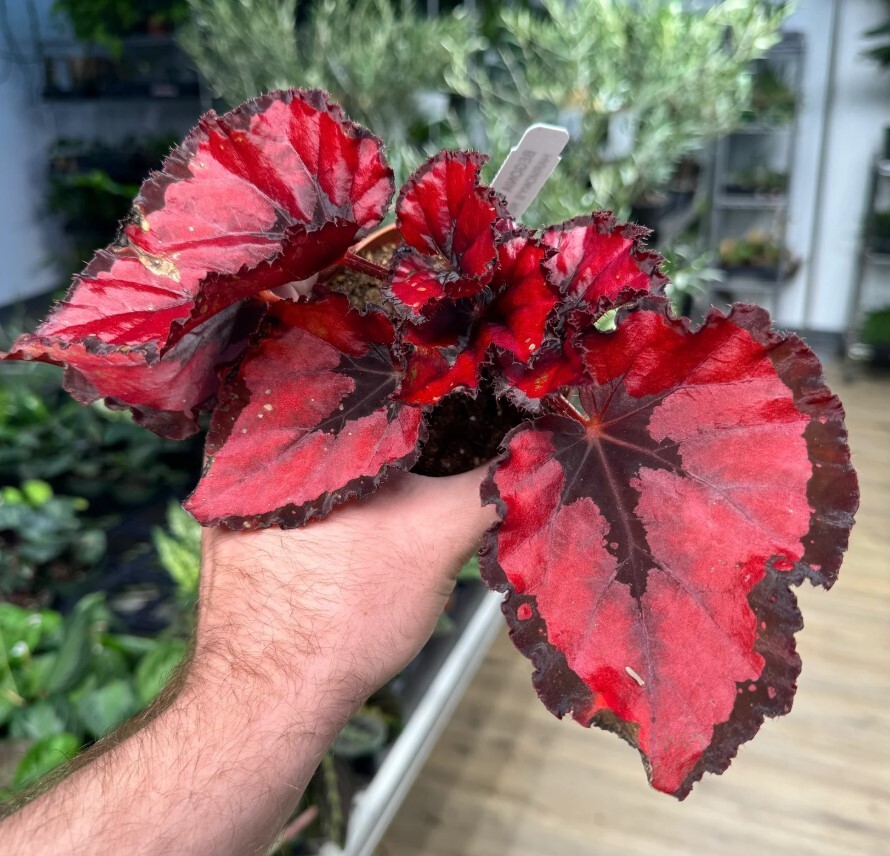 Begonia Red Robin Live Plant - 4-6" Tall - Ship No Pot - Deep Red ...