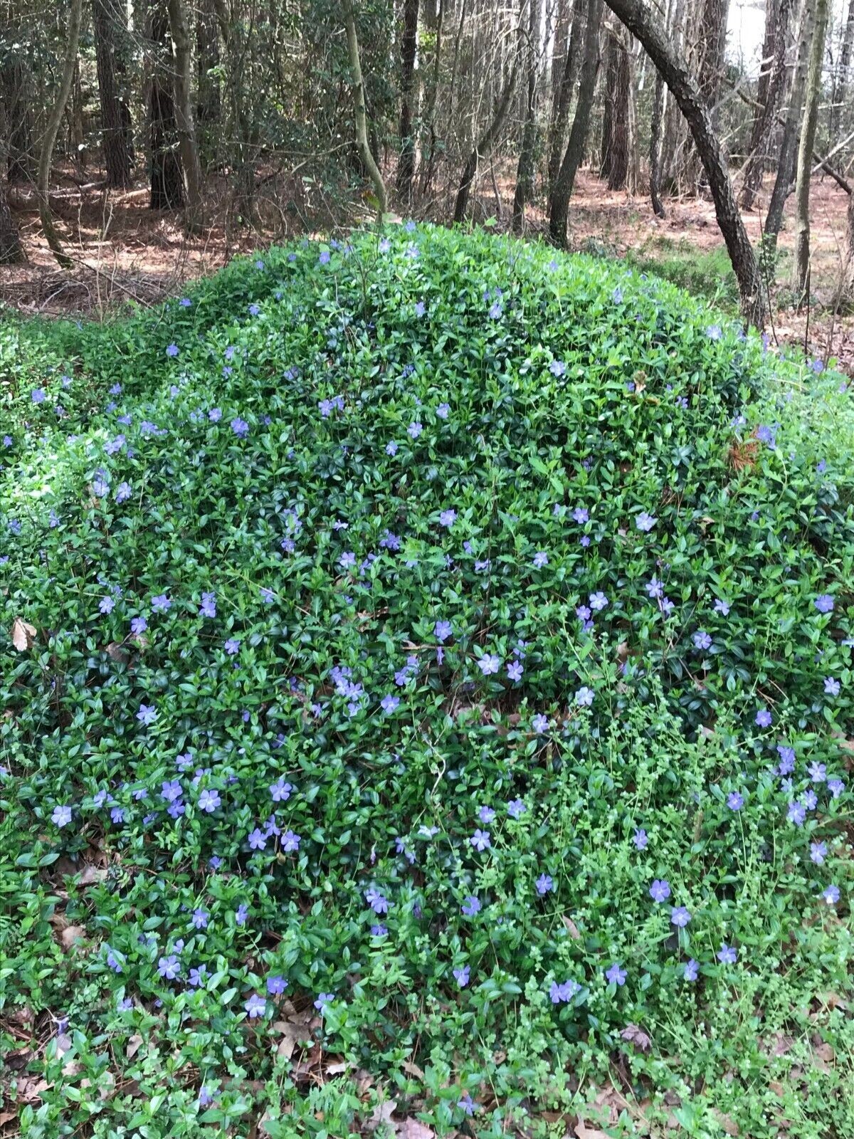 Vinca Periwinkle 30+ Plants Ground Cover Evergreen Creeping Myrtle ...