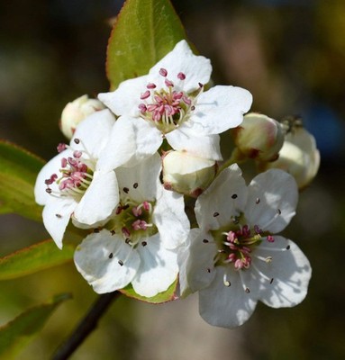 Pyrus pashia - Himalayan pear | Wild pear | eBay