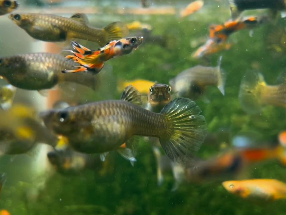 Fancy Mutt Guppy LIVE FRY PACK - 25+ Home Raised - Spring Shipping ...