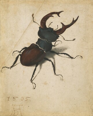 Albrecht Durer : "Stag Beetle" (1505) — Giclee Fine Art Print | eBay