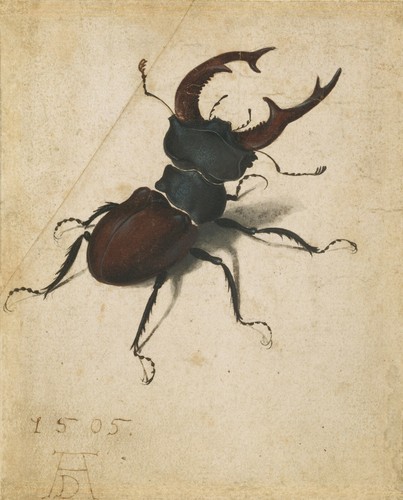 Albrecht Durer : "Stag Beetle" (1505) — Giclee Fine Art Print | eBay
