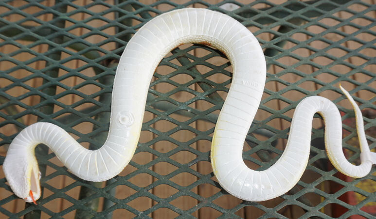 Toy Snakes - Fat Rubber Viper Types - Choice of 8 Varieties | eBay