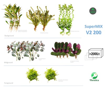 70 + Live Aquarium Plants Aquascape [200+ Lt Fish Tank] Super Mix ...