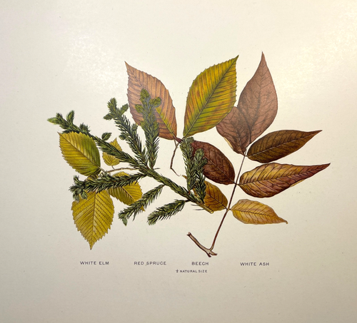 Fall Leaves Botanical Print Vintage Color Plate Elm Spruce Beech Ash | eBay