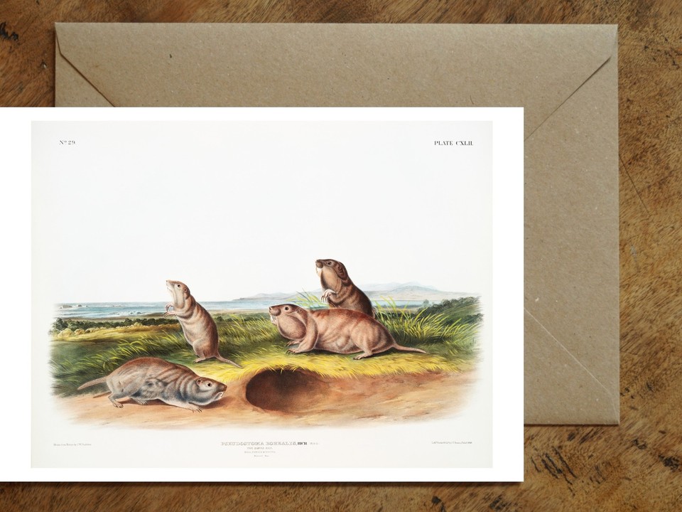 Camas Rat (Pseudostoma Borealis) by John Woodhouse Audubon - A5 Art ...