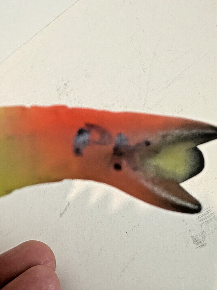 Alien Hipporit Bullmark Paul Kaiju custom paint Sofubi Godzilla ...