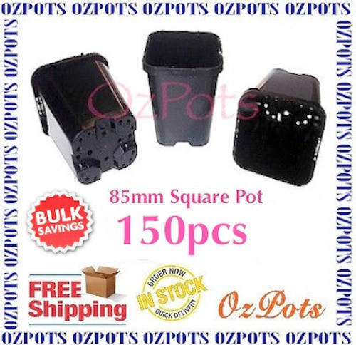 85mm Square Punnet Plant Pots x150pcs - Propagation & Seedling - Bulk ...