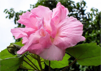 Confederate rose - Cotton rose - Mandel - Hibiscus mutabilis - 5+ Seeds ...