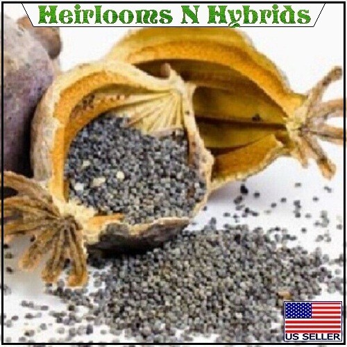 20,000 Stratified Organic Tasmanian Papaever Somneferum Poppy Seeds for ...