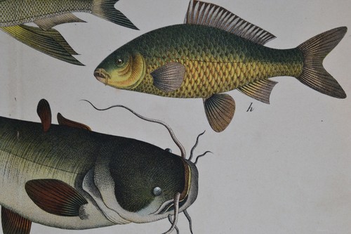 CARP HERRING LOACH VINTAGE PRINT 1889 Original Bookplate Fish Fishing ...