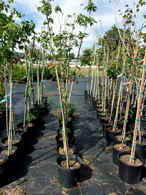 Brandywine Maple 4'-6' Trees Very Fast Growing Shade Tree Fall Color ...