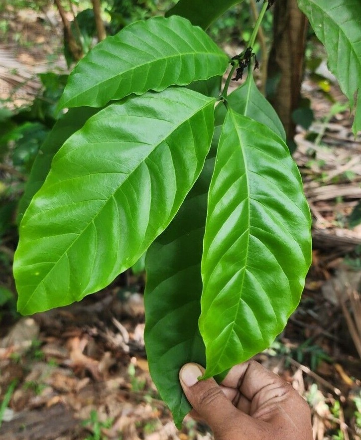 Dried Coffee Leaves Kaffee Ceylon Tea Joe Brew Cup o' Joe Java juice 50 ...