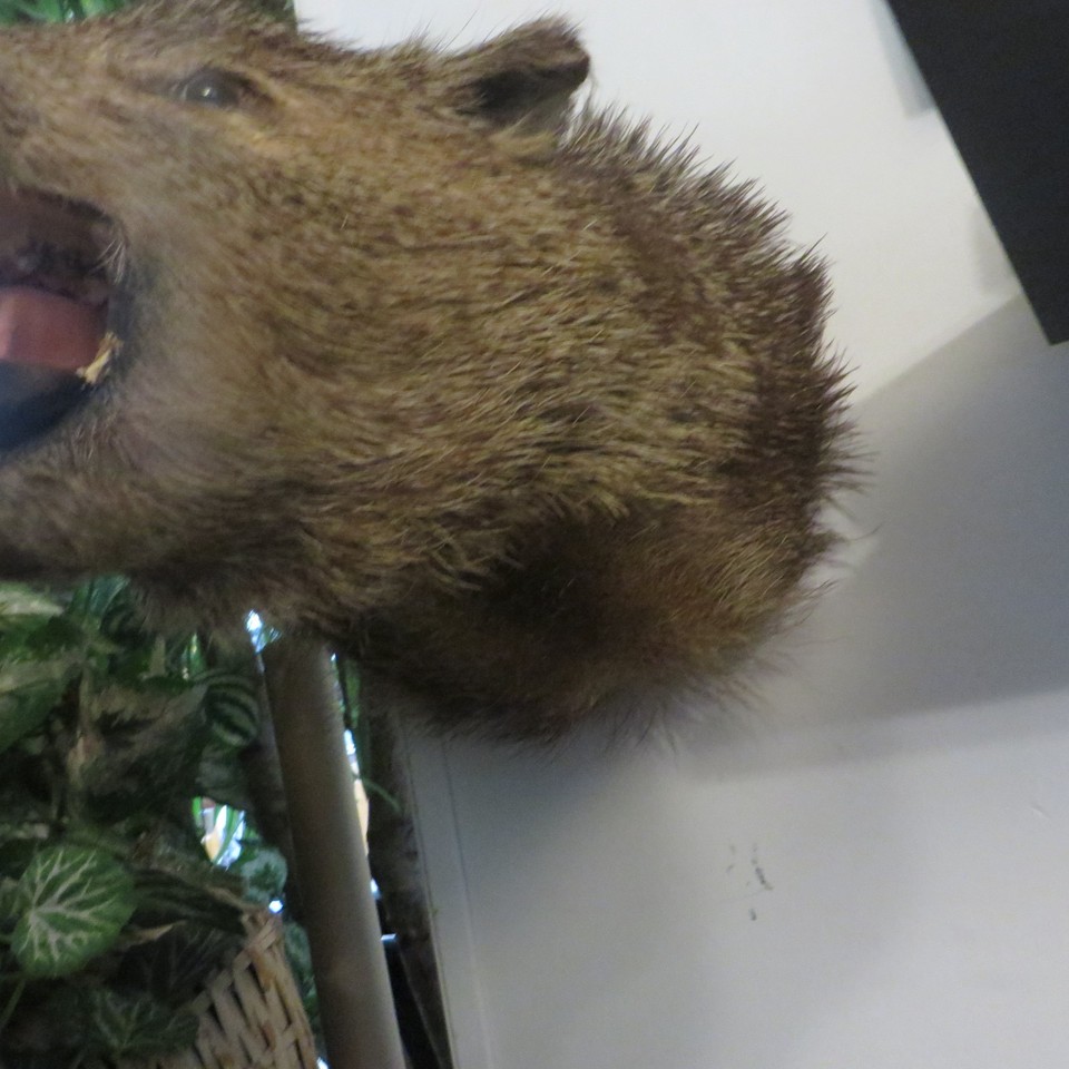 Wild Boar Shoulder Mount, Wild boar head, Wild boar, Taxidermy, Trophy ...