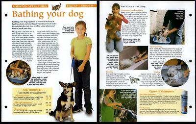Bathing Your Dog #19 Looking After Animals, Animals, Animals Fact File ...