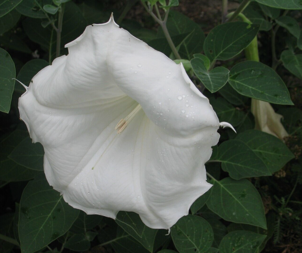 35+ FRESH Fall 2025 Seeds| White Devils Trumpet Datura Seeds-Perennial ...