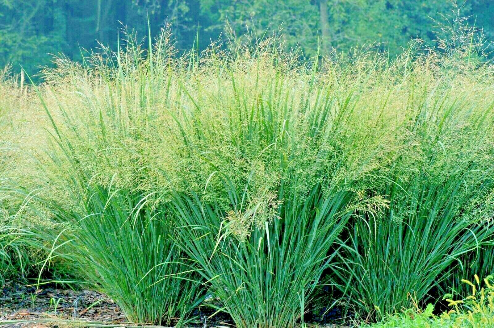 1 lb SWITCHGRASS Seeds Native Prairie Grass Clumping Perennial Green ...