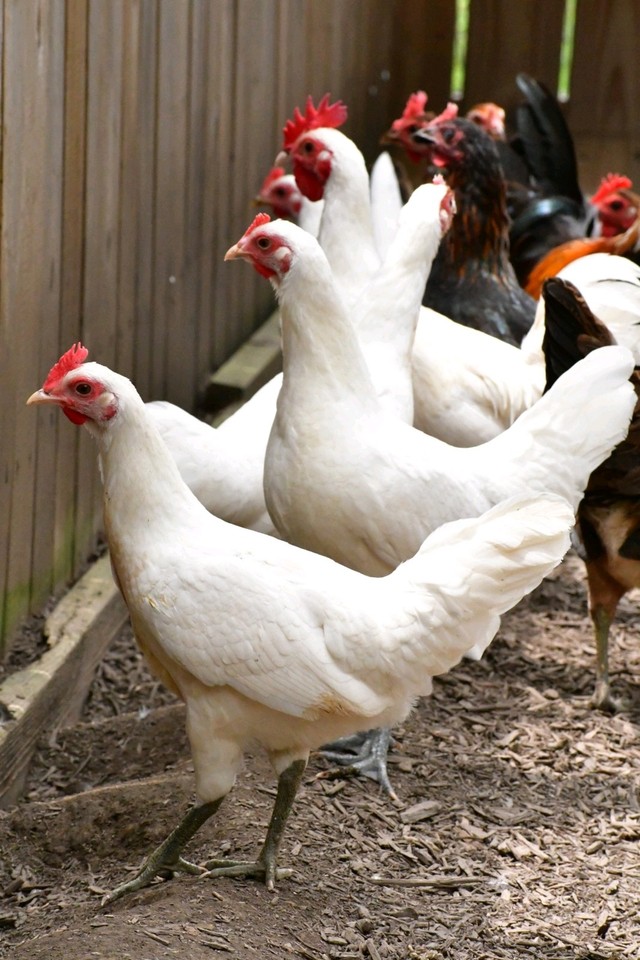 6 Fresh Ayam Ketwa ( Laughing Chicken Hatching Eggs) RARE White Gene | eBay