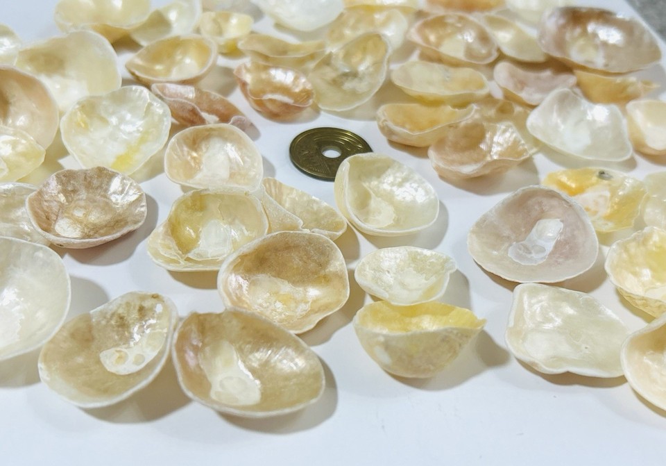Seashell from japan Jingle shell | eBay