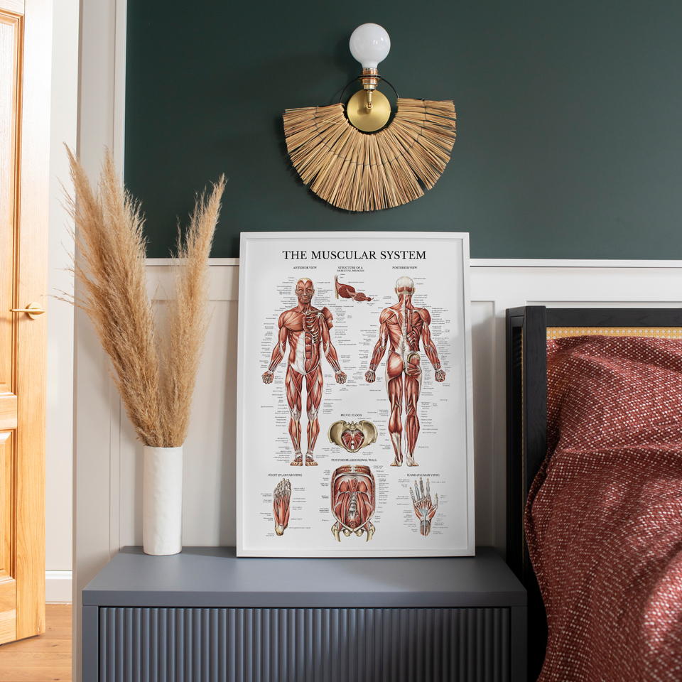 Muscular System Human Muscle Anatomy Chart Body Educational Poster A4 ...