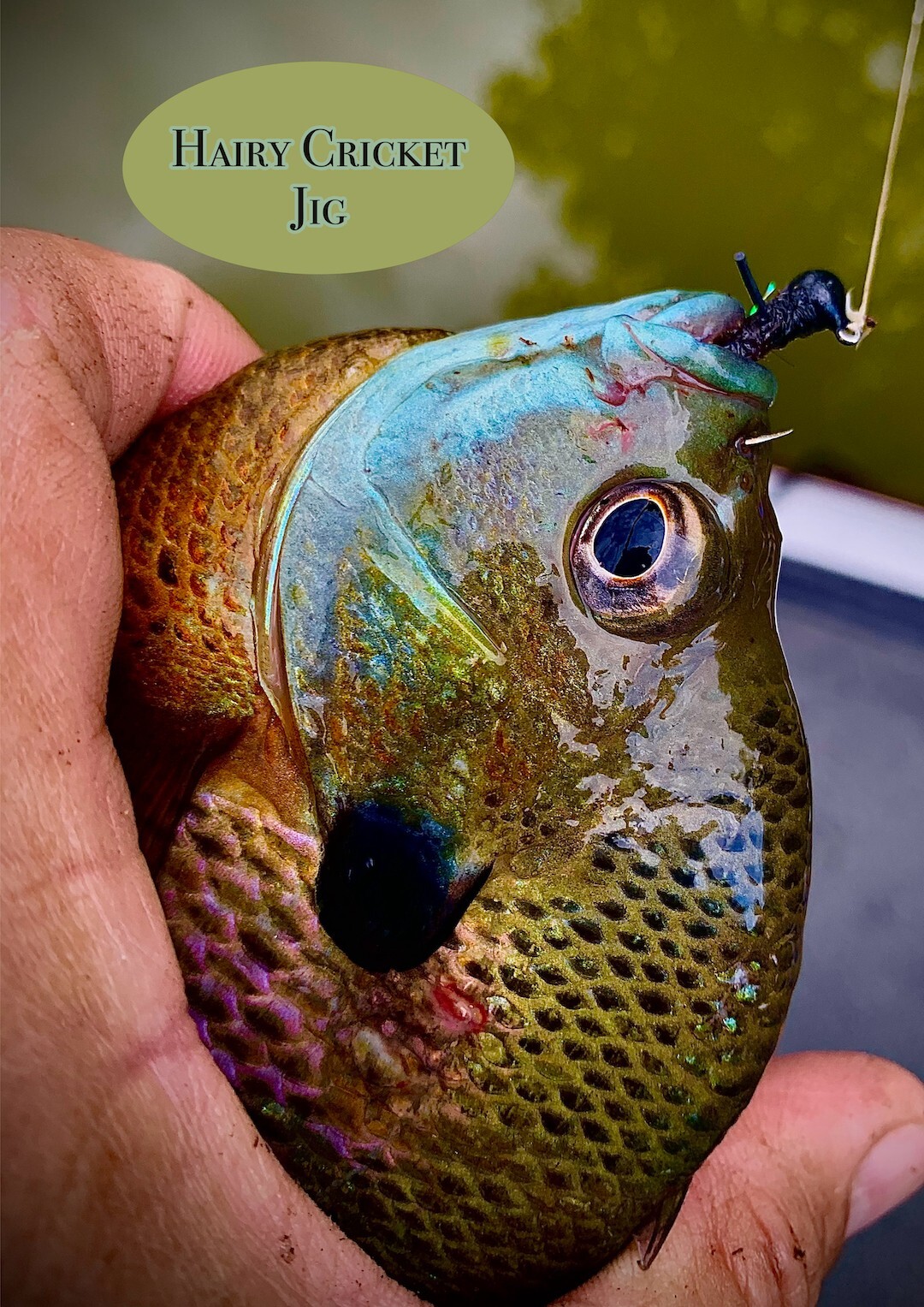 Hand Tied Jigs - Shellcracker and Bluegill Jigs the Hairy Cricket Jig ...