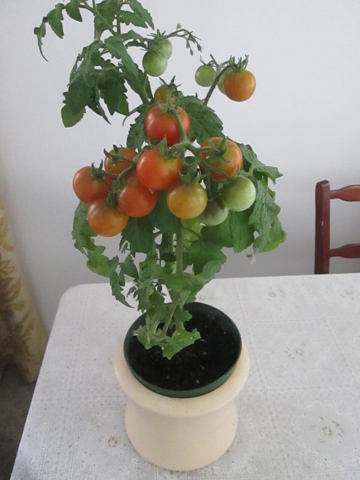 TOMATO RED ROBIN 30 SEEDS - SOLANUM LYCOPERSICUM | eBay UK