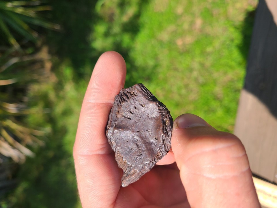 Florida Peace Symbol Turtle Shell Fossil Pleistocene Northwest Florida ...