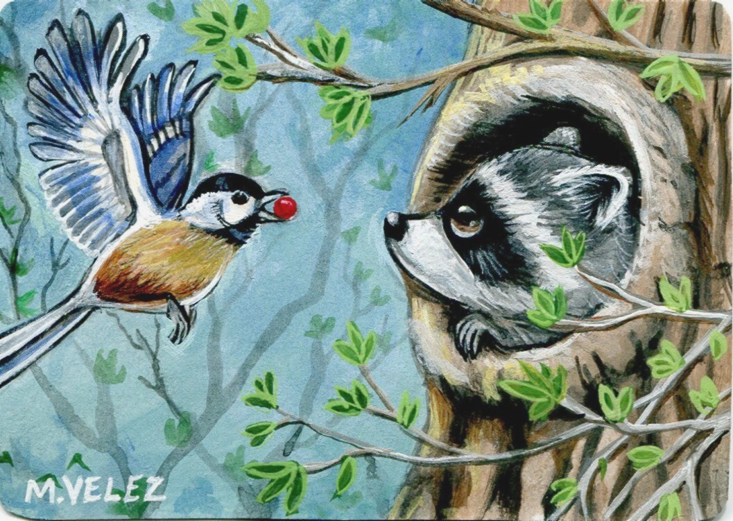 Blue Jay And Raccoon