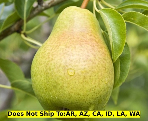 Bartlett Pear Fruit Tree 3-4ft H Outdoor Garden Plant Grows Well In ...