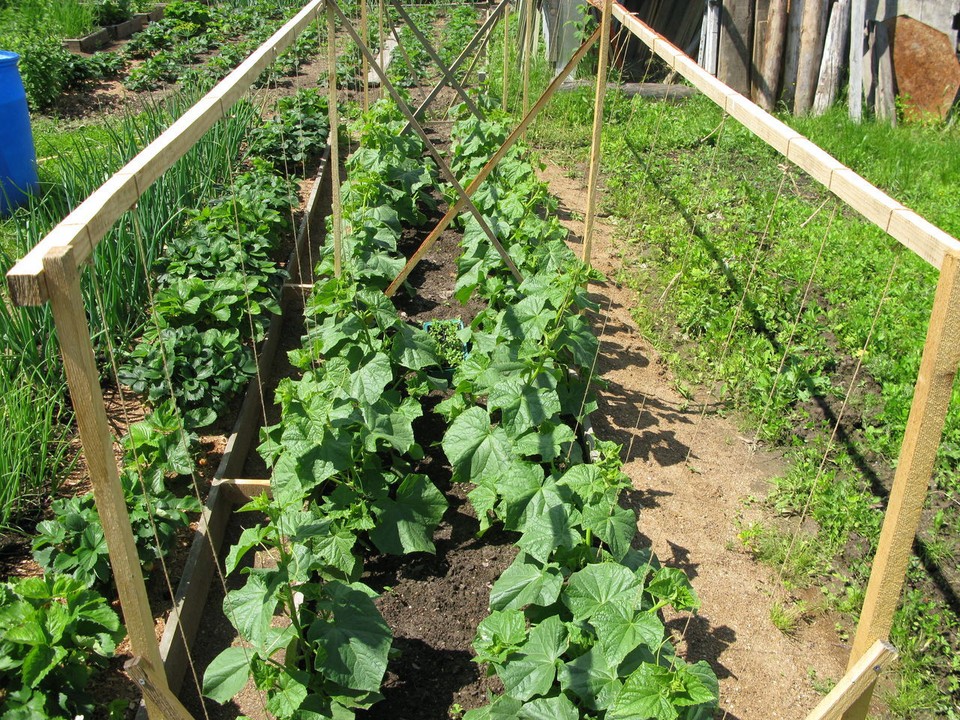 Cucumber seёds, 100 Nezhinsky cucumber seёds, Heirloom rare organic-892 ...