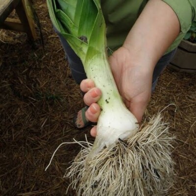 LEEK ELEPHANT/AUTUMN GIANT 100/200seeds HeirloomMild Spring through ...