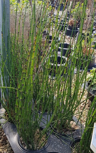 Equisetum americanum / Prêle géante / Conteneur de 3 à 4 litres ...